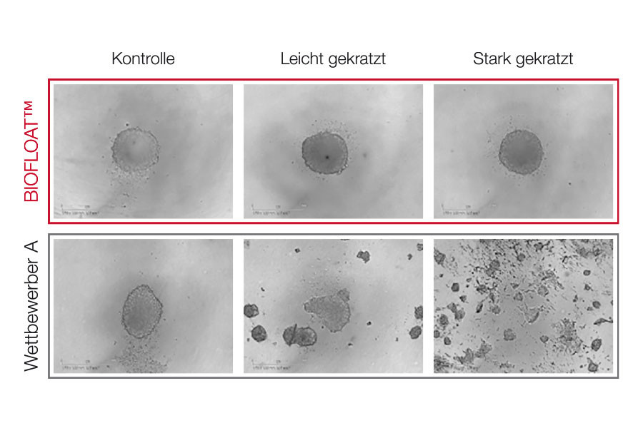 BIOFLOAT™ 3D Sphäroidkultur / SARSTEDT AG & Co. KG