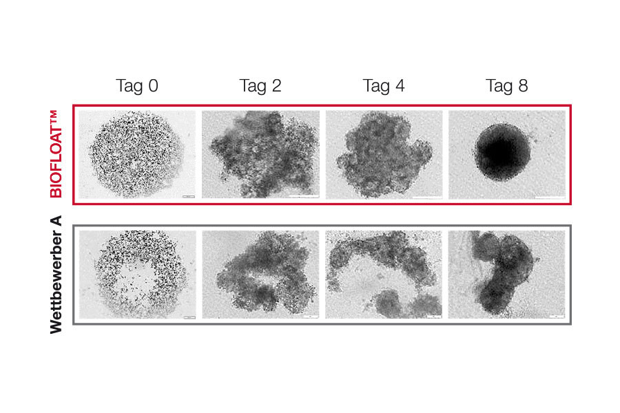 BIOFLOAT™ 3D Sphäroidkultur / SARSTEDT AG & Co. KG